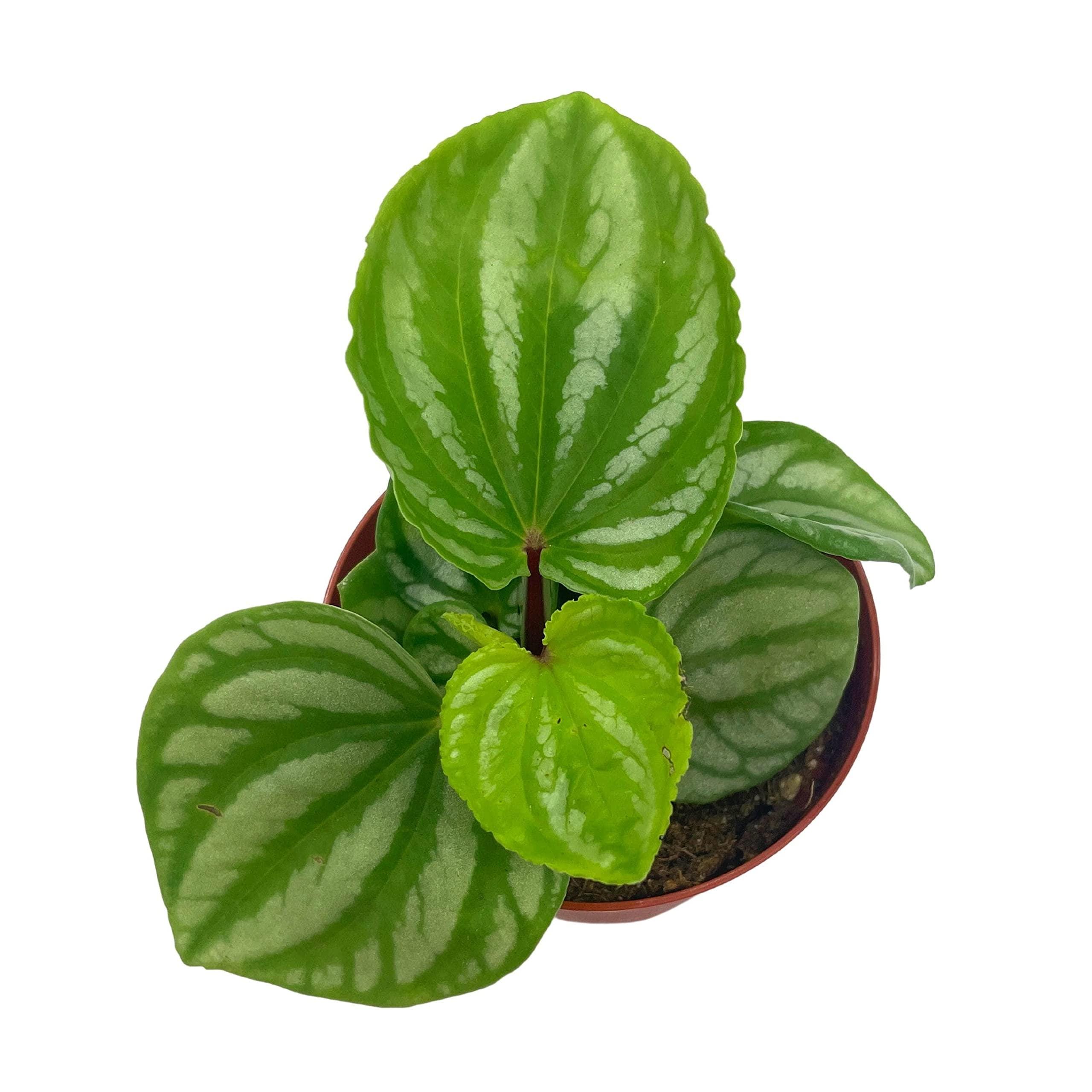 Bubbleblooms Harmony's Peperomia Ecuador, 4 Inch, Rare Pep Argyreia ...