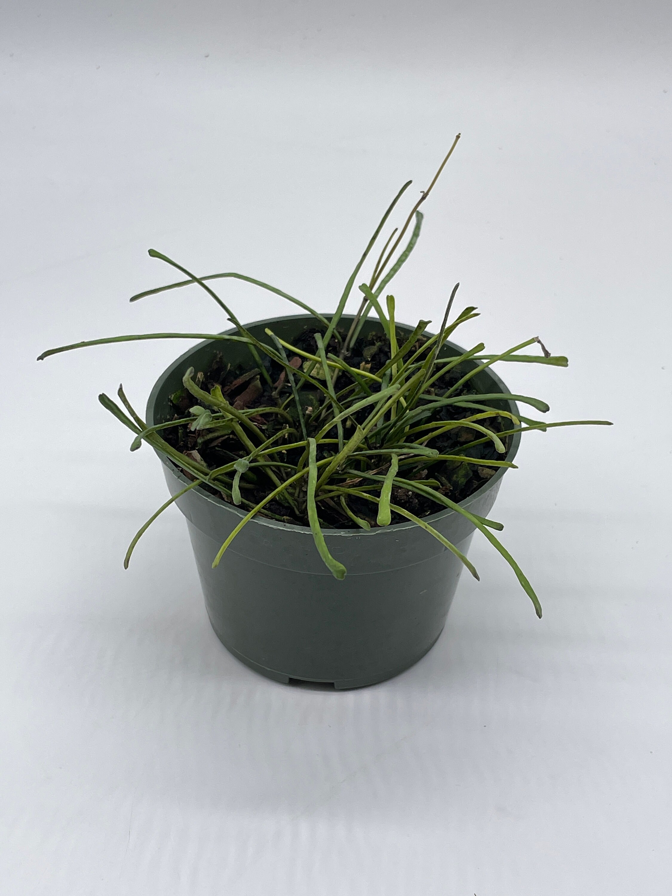 Hoya Retusa 4 Inch Fuzzy Stems Curtain Hoya Wax Plant Wax - Etsy