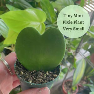 Green Hoya Kerrii Heart / Original Sweetheart Plant / Mothers Day Plant ...