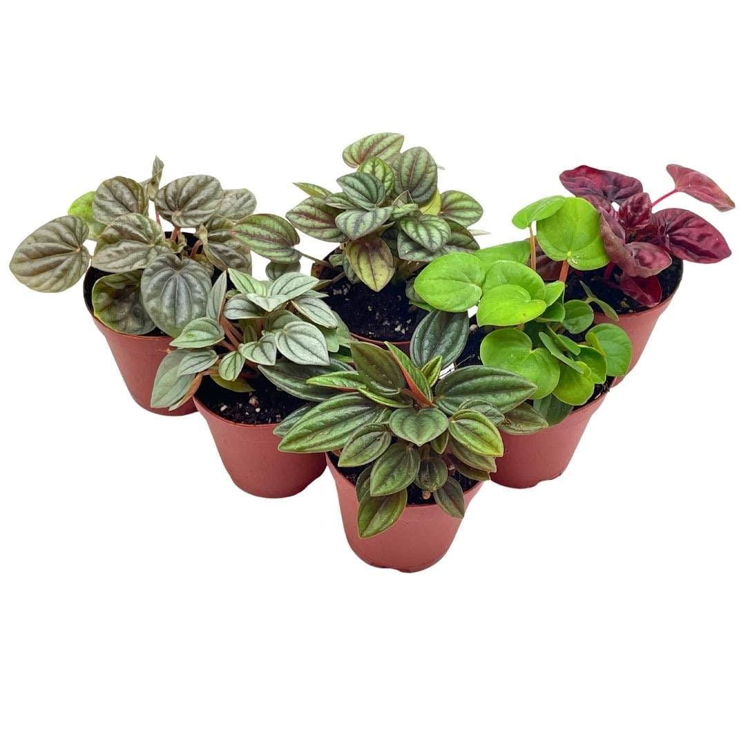 Peperomia Assortment, Foliage Set, Rosso, Frost, Albovittata, Caperata ...