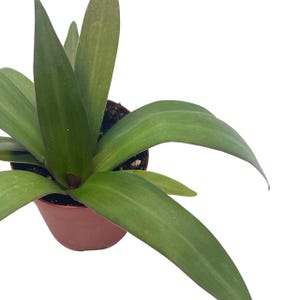 Green Moses in the Cradle, 2 Inch Tradescantia Spathacea, Rhoeo ...