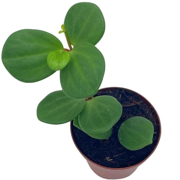 Peperomia Hope Plant - Etsy