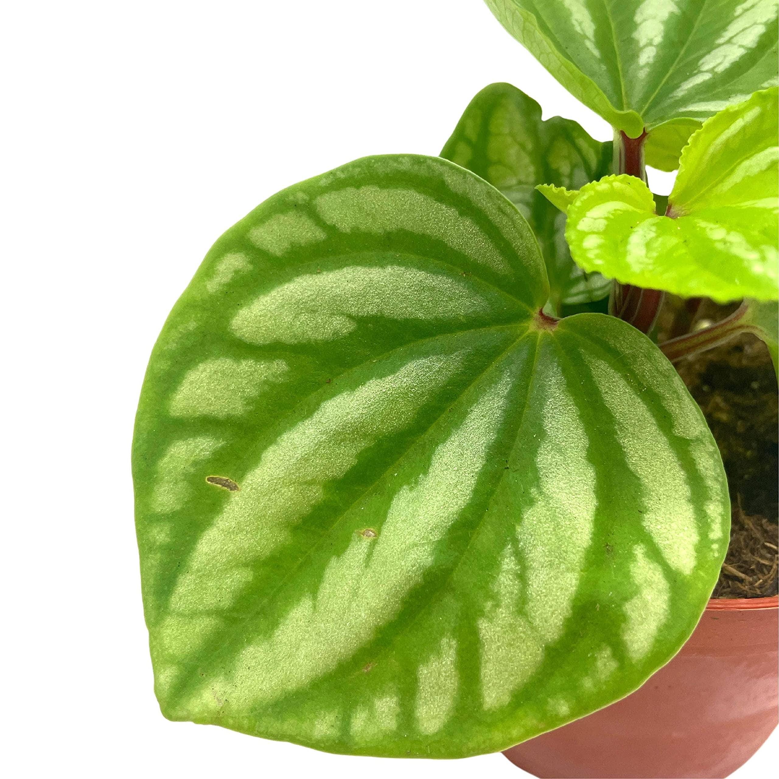 Bubbleblooms Harmony's Peperomia Ecuador, 4 Inch, Rare Pep Argyreia ...