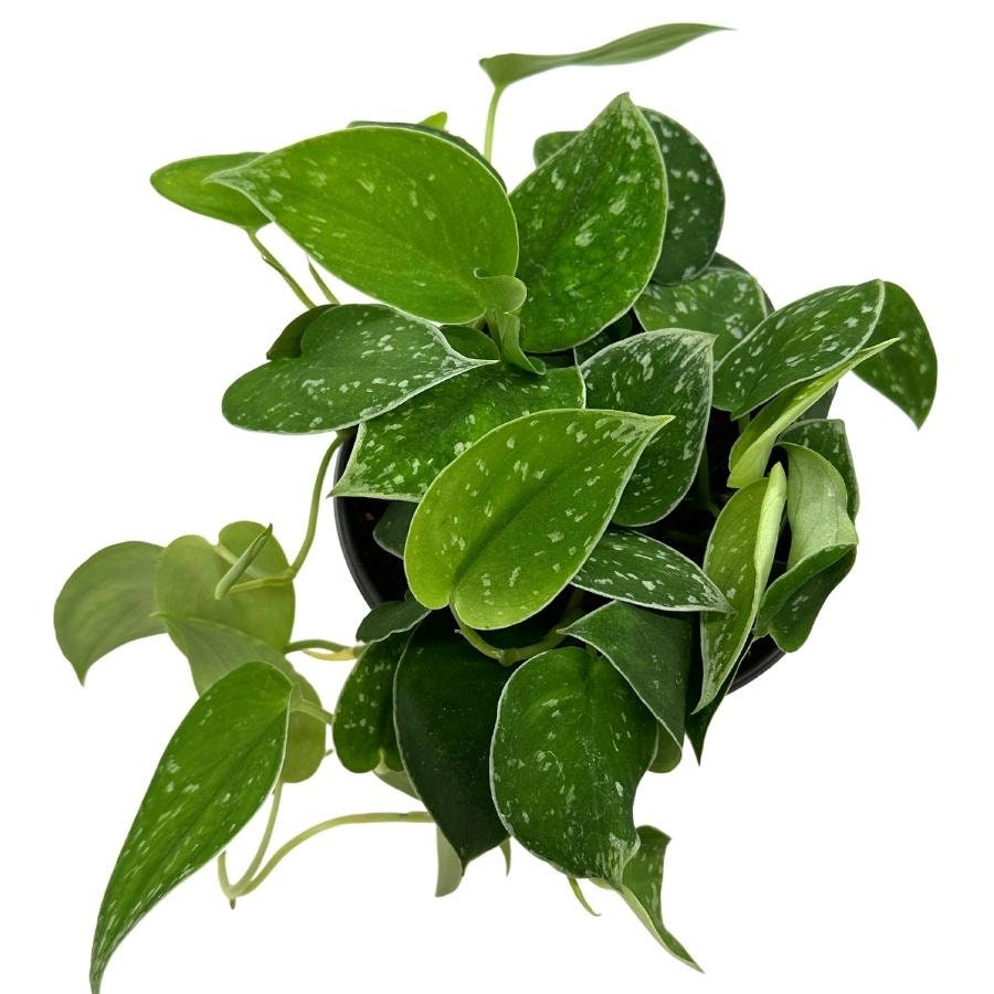 Silver Pothos 6 Inch Satin Pothos Silver Philodendron - Etsy
