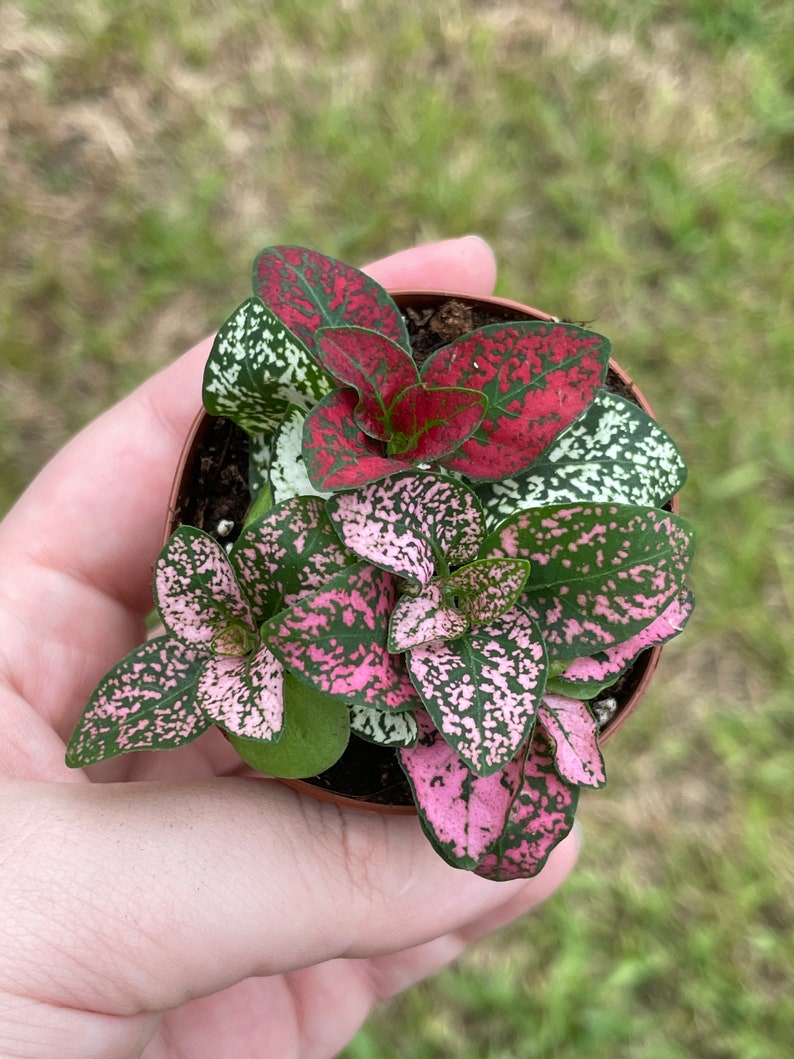 Polka-dot-plant Hypoestes Phyllostachya Limited in a 2 Inch - Etsy