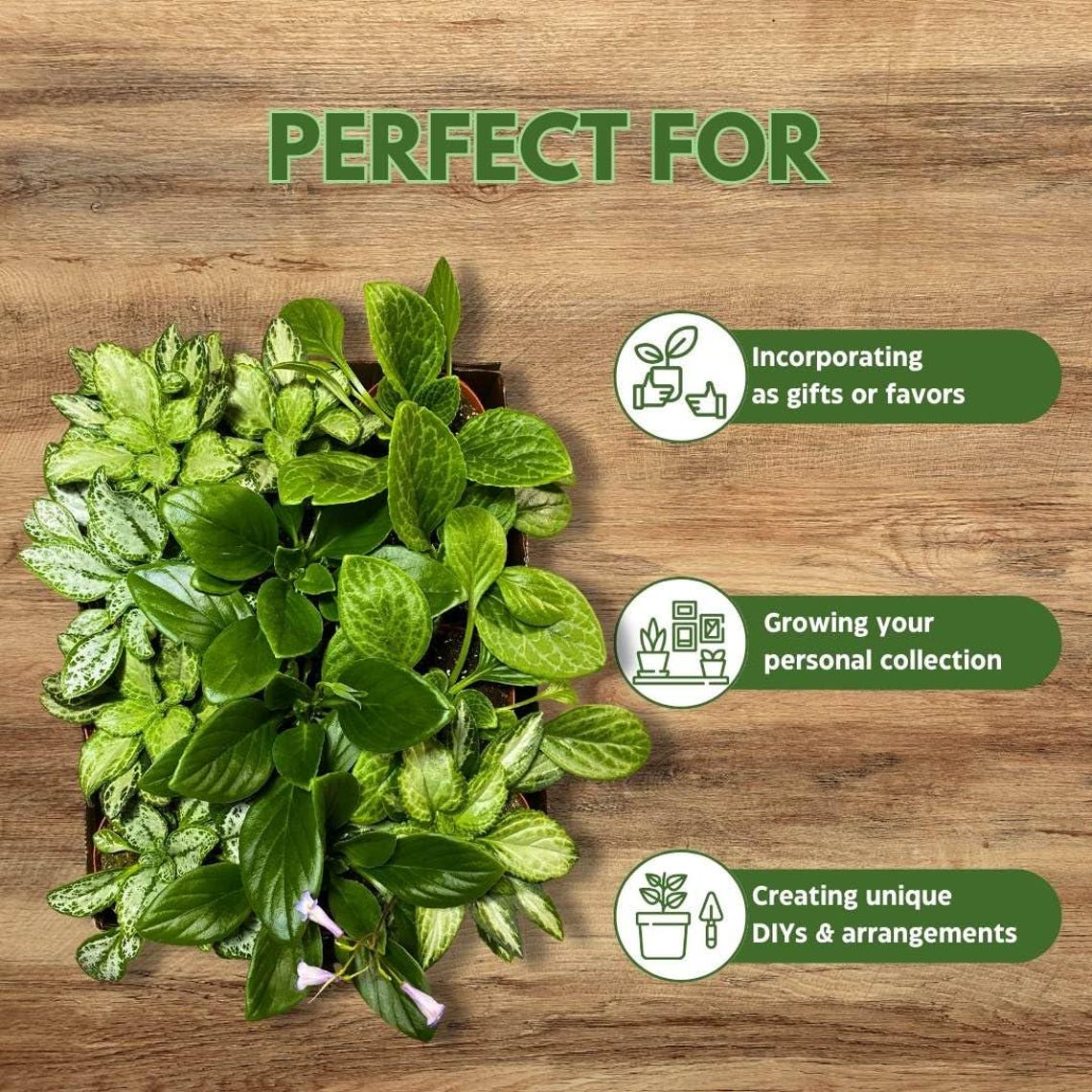 Harmony Foliage Primulina Chirita in 6 Inch Pots 6-pack Bulk Wholesale ...
