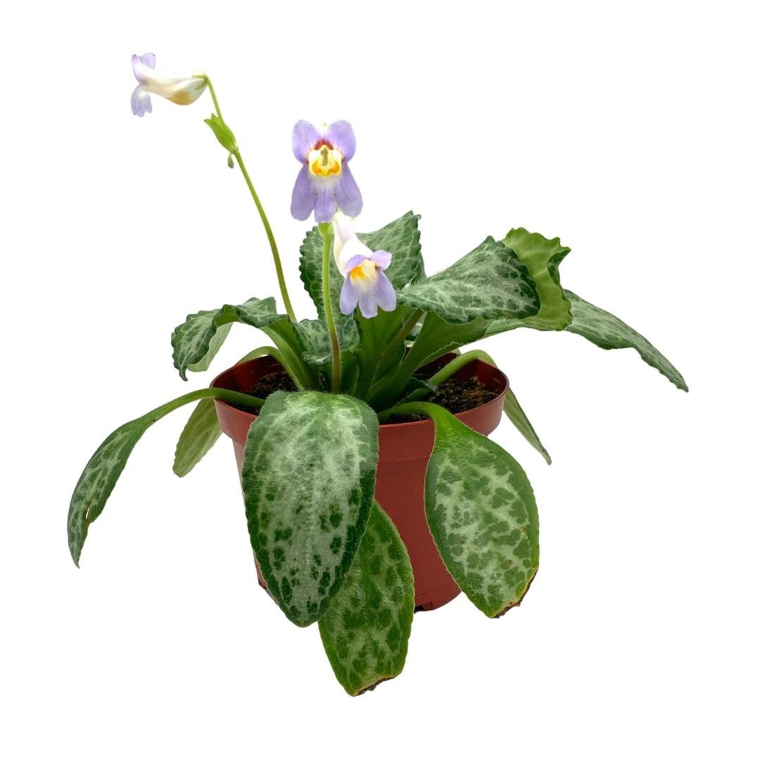 Betty Gesneriad Primulina Dryas 6 Inch African Violet Chirita - Etsy