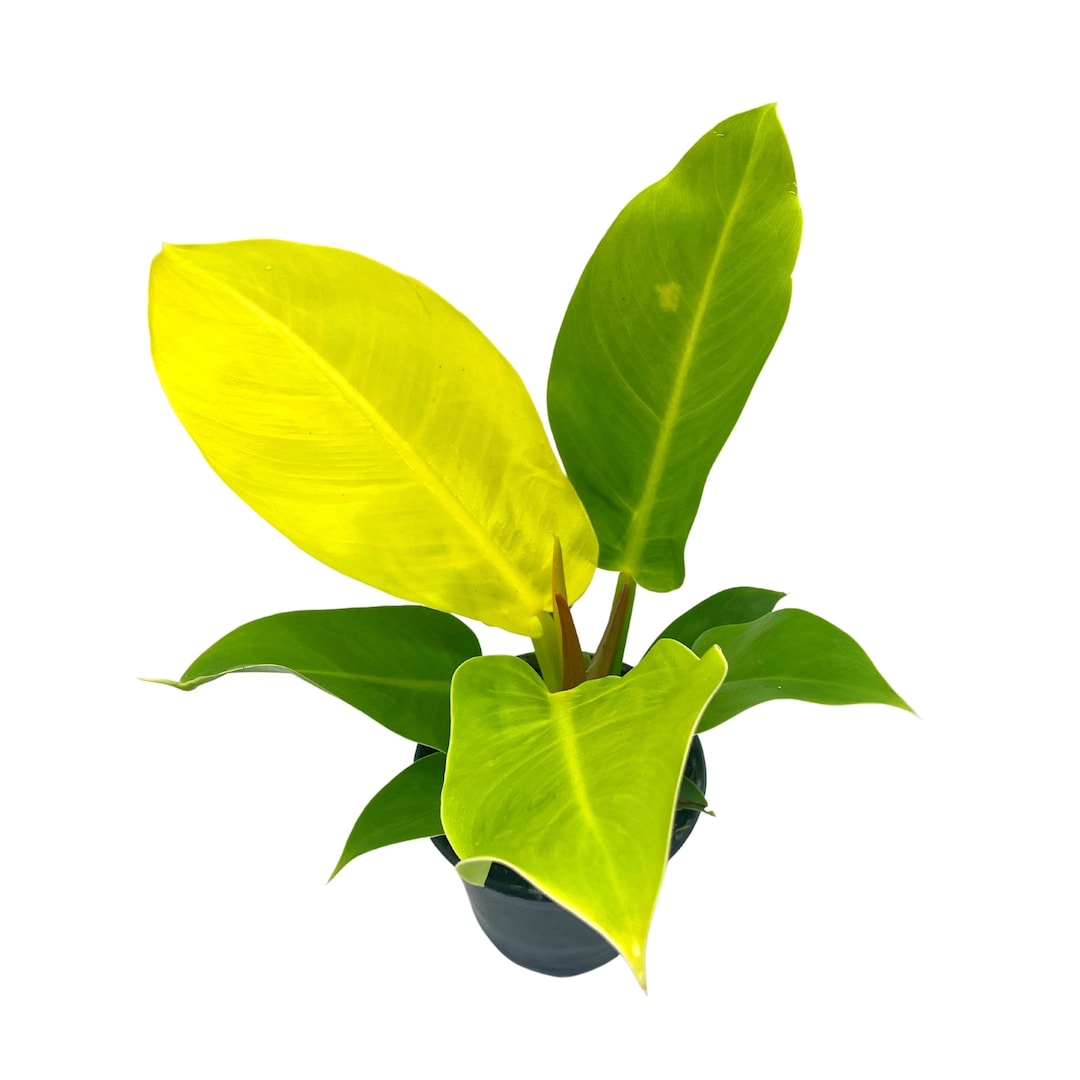Philodendron Moonlight, 4 Inch Imperial Gold, Lime Philo - Etsy