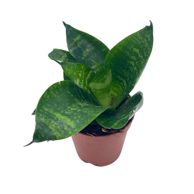Snake Plant Tiny - Etsy
