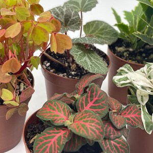 Premium Foliage Assortment, Colorful Fern Set, Growers Choice, Always ...