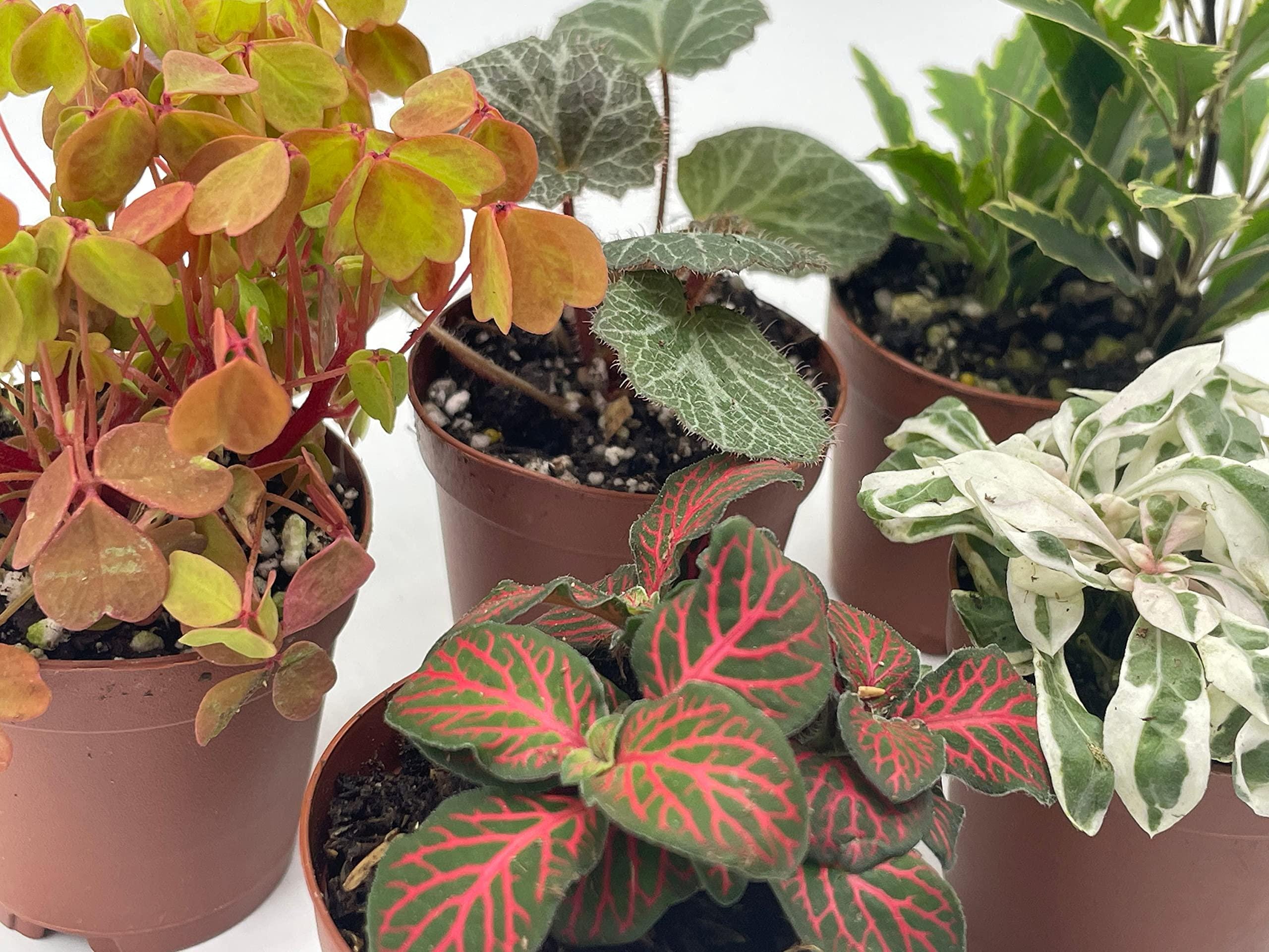 Premium Foliage Assortment, Colorful Fern Set, Growers Choice, Always ...