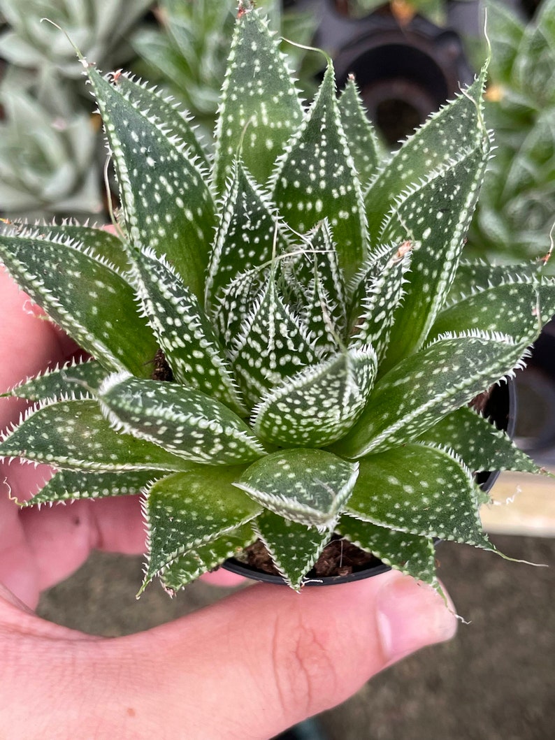Gasteria Flow Haworthia Variegated Aloe Tiger Aloe Aloe | Etsy
