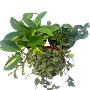 Hoya Assortment Set, 4 Inch, Set of 3, Variety Random Different Growers ...