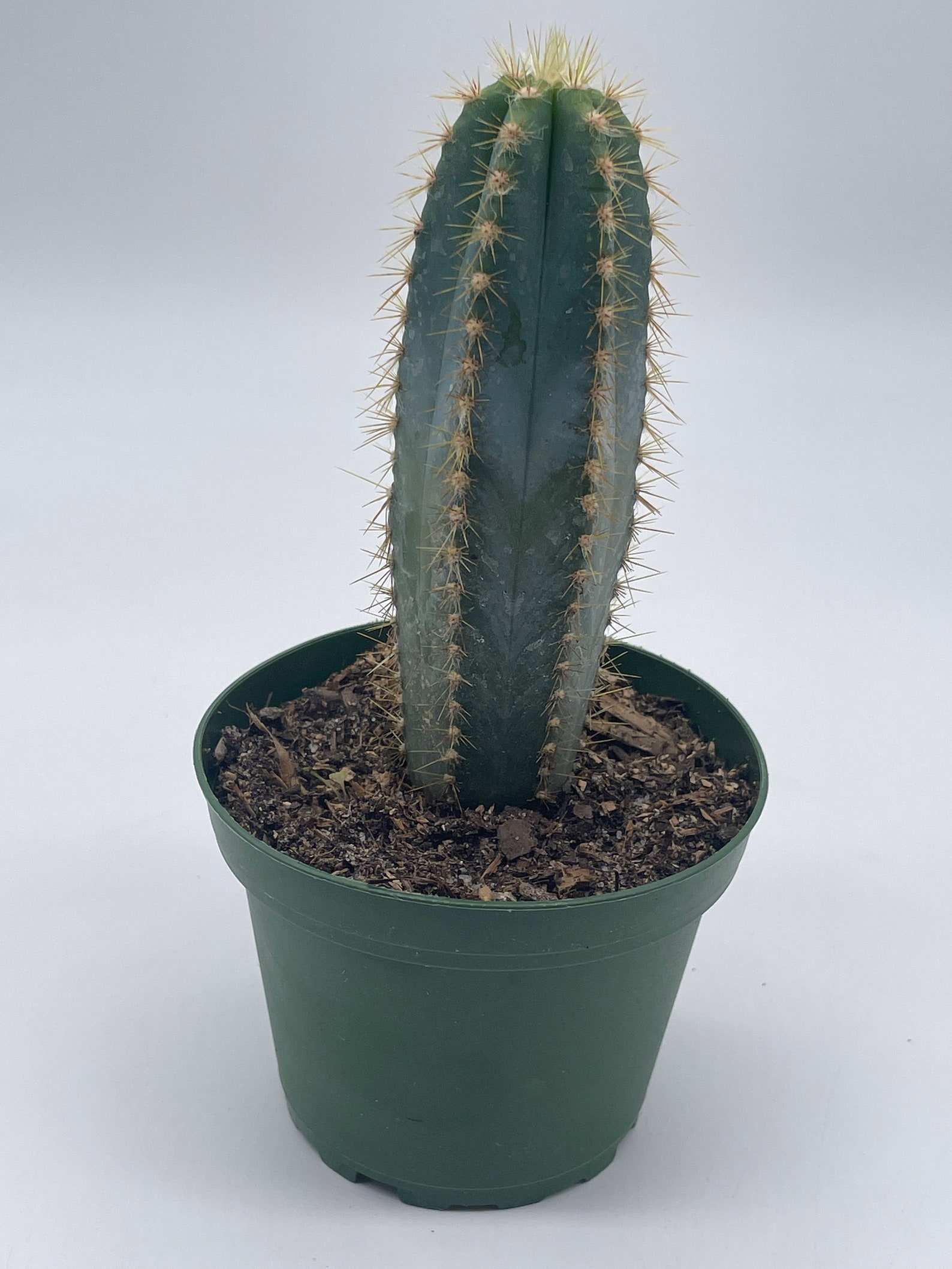 Blue Columnar Cactus Pilosocereus Pachycladus Cacti Column - Etsy