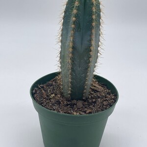 Blue Columnar Cactus, Pilosocereus Pachycladus Cacti, Column Cactus ...