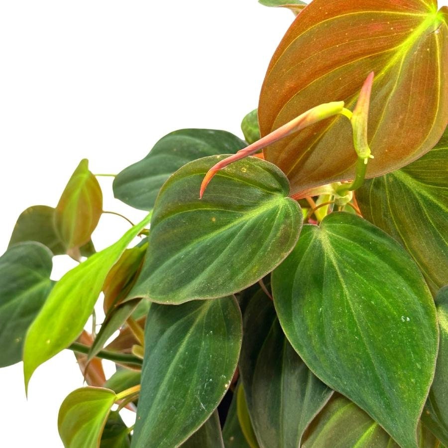 Philodendron Micans 6 Inch Velvet Leaf Philo Hederaceum - Etsy