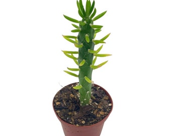 2 4 6 Pot of Eve's Pin Needle Cactus - Etsy