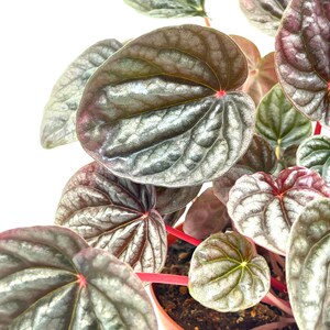 Red Emerald Ripple Peperomia Emerald Ripple Pepper Red - Etsy