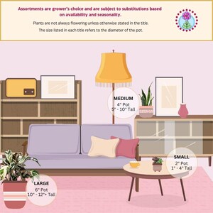 Philodendron Billietae, Billie Philo, Philidor in 2 Inch Pot - Etsy