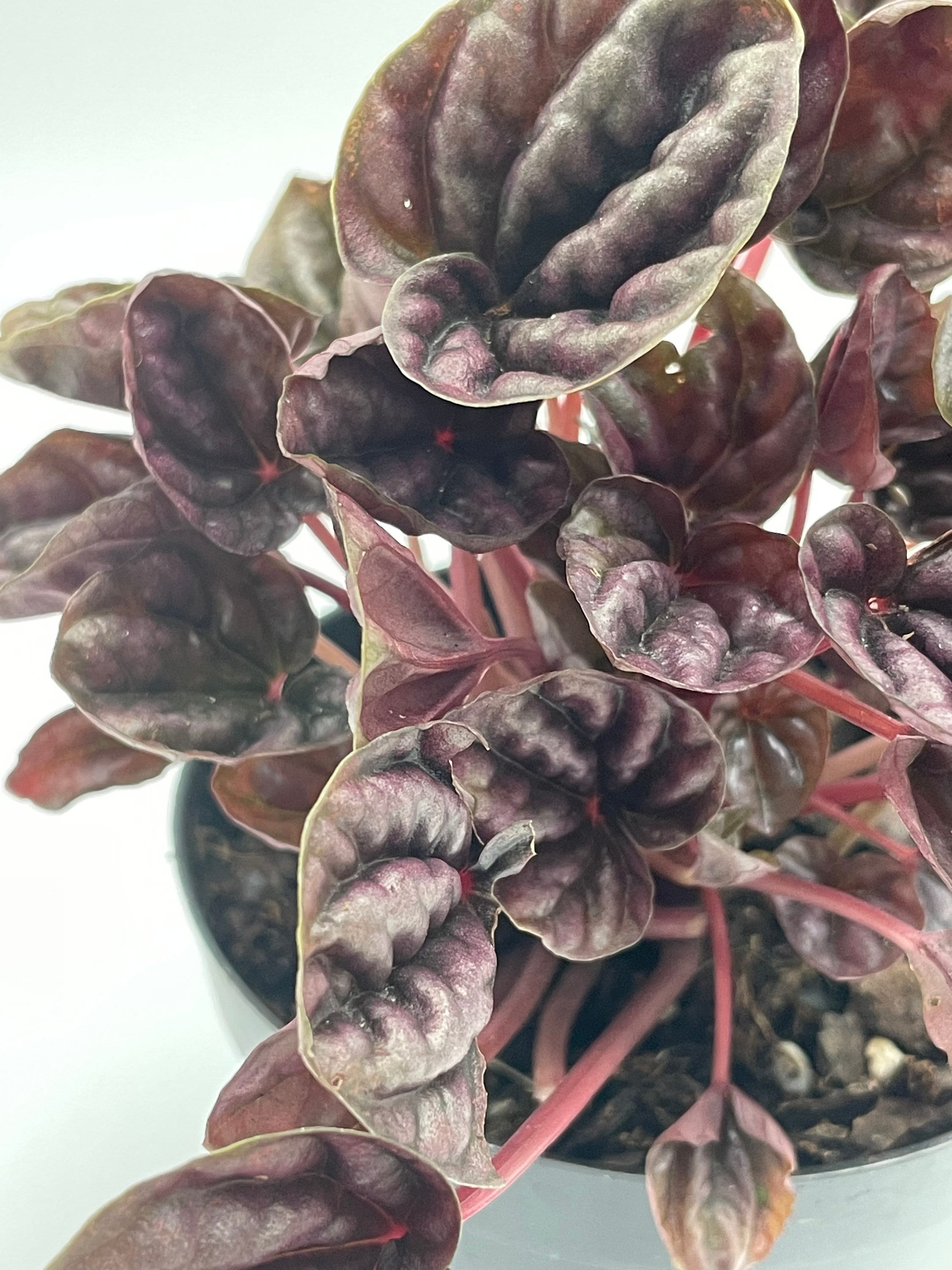 Red Emerald Ripple Peperomia Emerald Ripple Pepper Red | Etsy