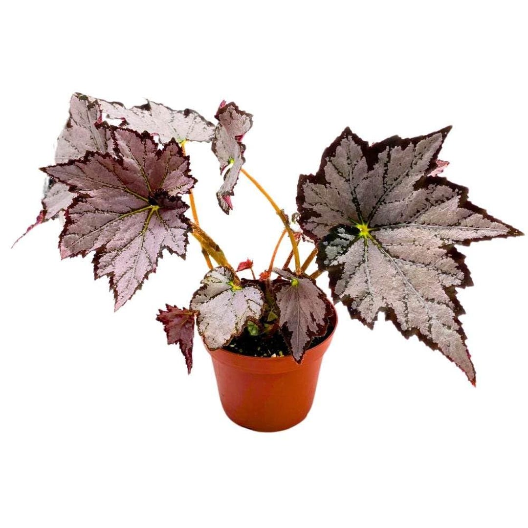Begonia Sierra Silver Mist, 4 Inch Gray Silver Black Edge Rhizomatous ...