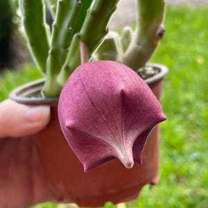 Stapelia Leendertziae Black Bell Carrion Flower. Maroon Cup Starfish ...