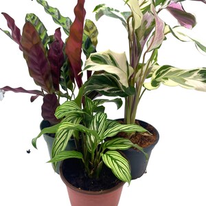 Calathea Assortment Set, 4 Inch Pots, Set of 3, Prayer Plant Variety ...