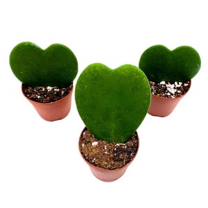 Green Hoya Kerrii, 2 Inch Set of 3, Sweetheart Plant Valentine Tiny ...