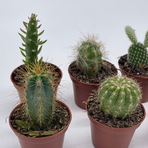Mini Cacti Assortment Tiny Cactus Set Bunny Ears Old Man - Etsy
