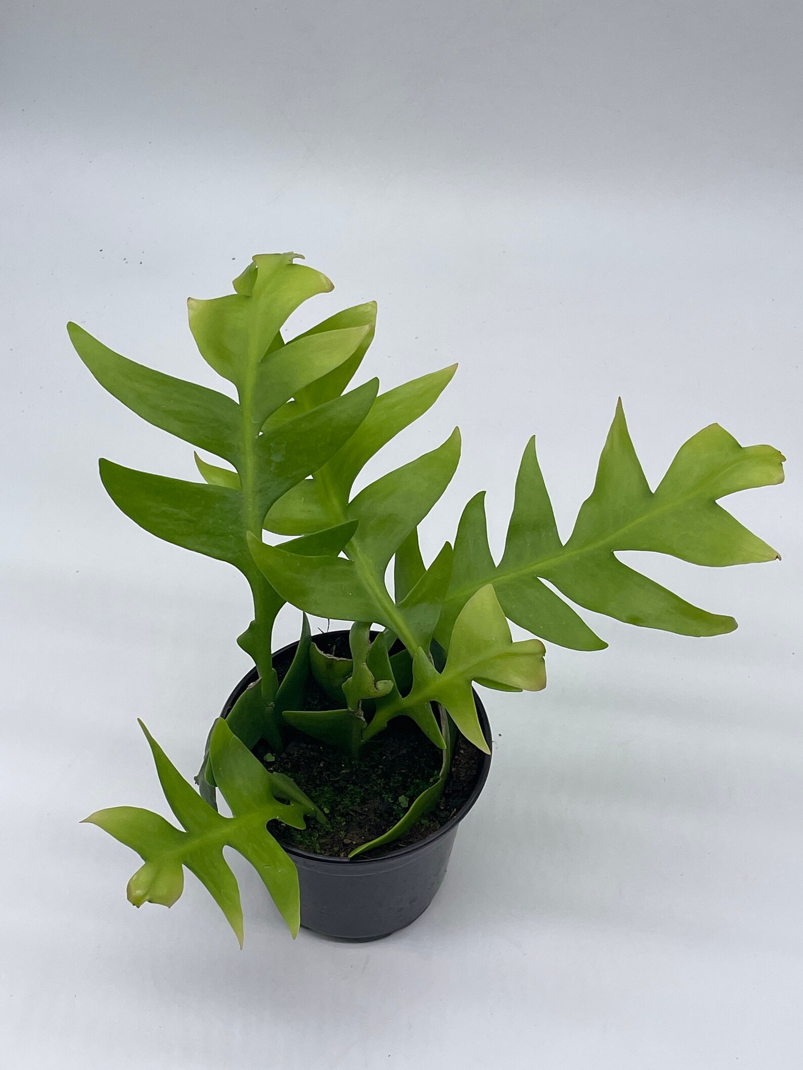 Sharktooth Fern 4 Inch Selenicereus Chrysocardium - Etsy