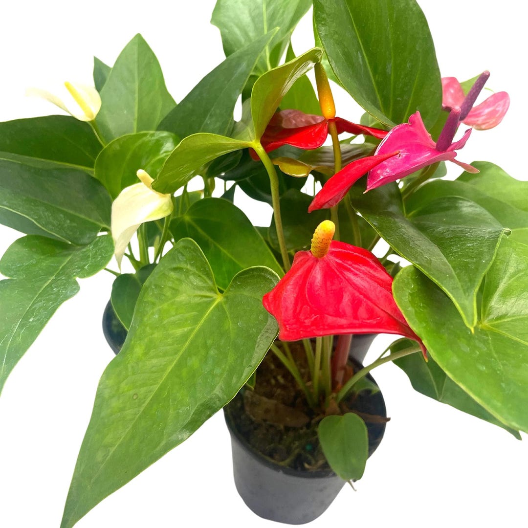 Colorful Anthurium Assortment, 4 Inch Set of 3, Different Color Flowers ...