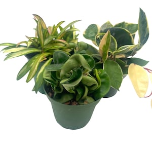 Hoya Assortment Set, 4 Inch, Set of 3, Variety Random Different Growers ...