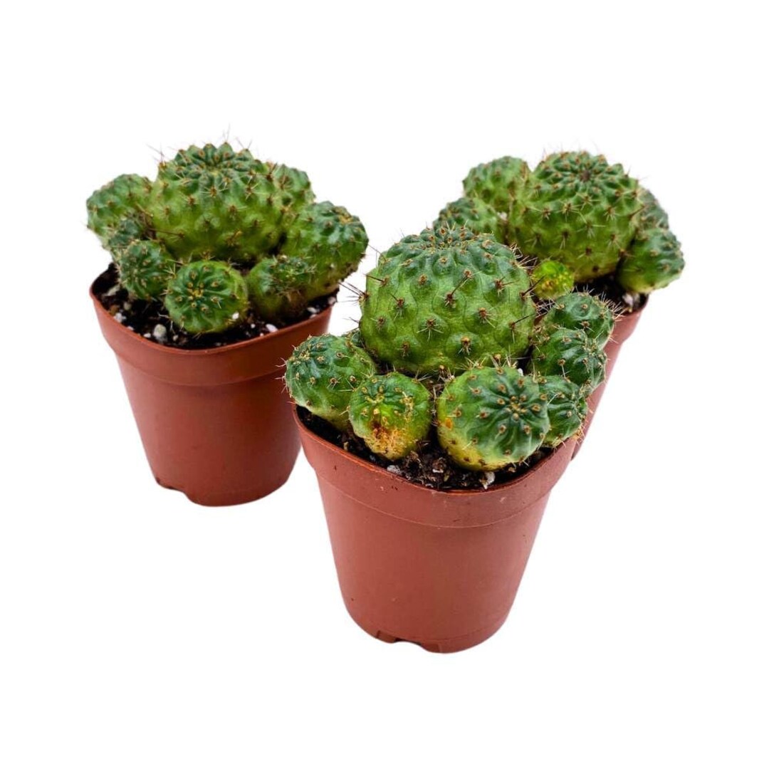 Cluster Cactus, 2 Inch Set of 3, Rebutia Canigueralii Cardenas Tiny ...