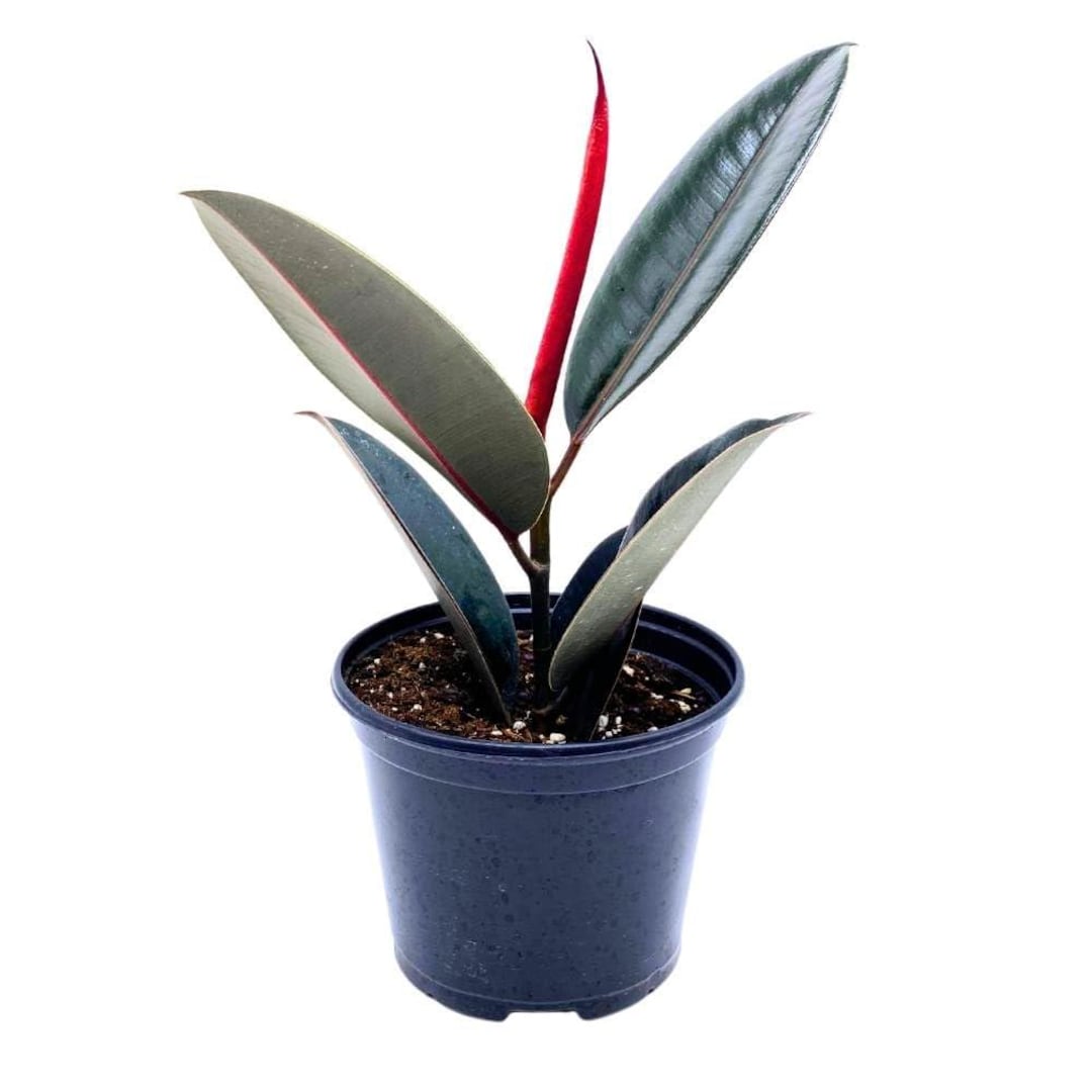 Ficus Elastica Burgundy 6 Inch India Rubber Tree Decora Fig Plant - Etsy