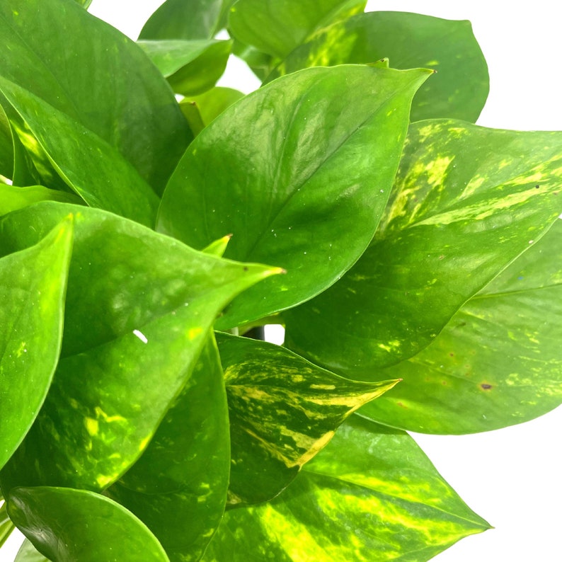 Golden Pothos Variegated 6 Inch Pothos Very Full Epipremnum - Etsy
