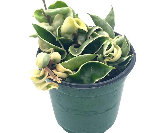 Variegated Hindu Rope, Hoya Compacta Carnosa, Very Rare Limited Live ...