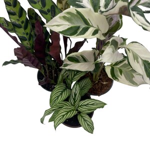 Calathea Assortment Set 4 Inch Pots Set of 3 Prayer Plant - Etsy