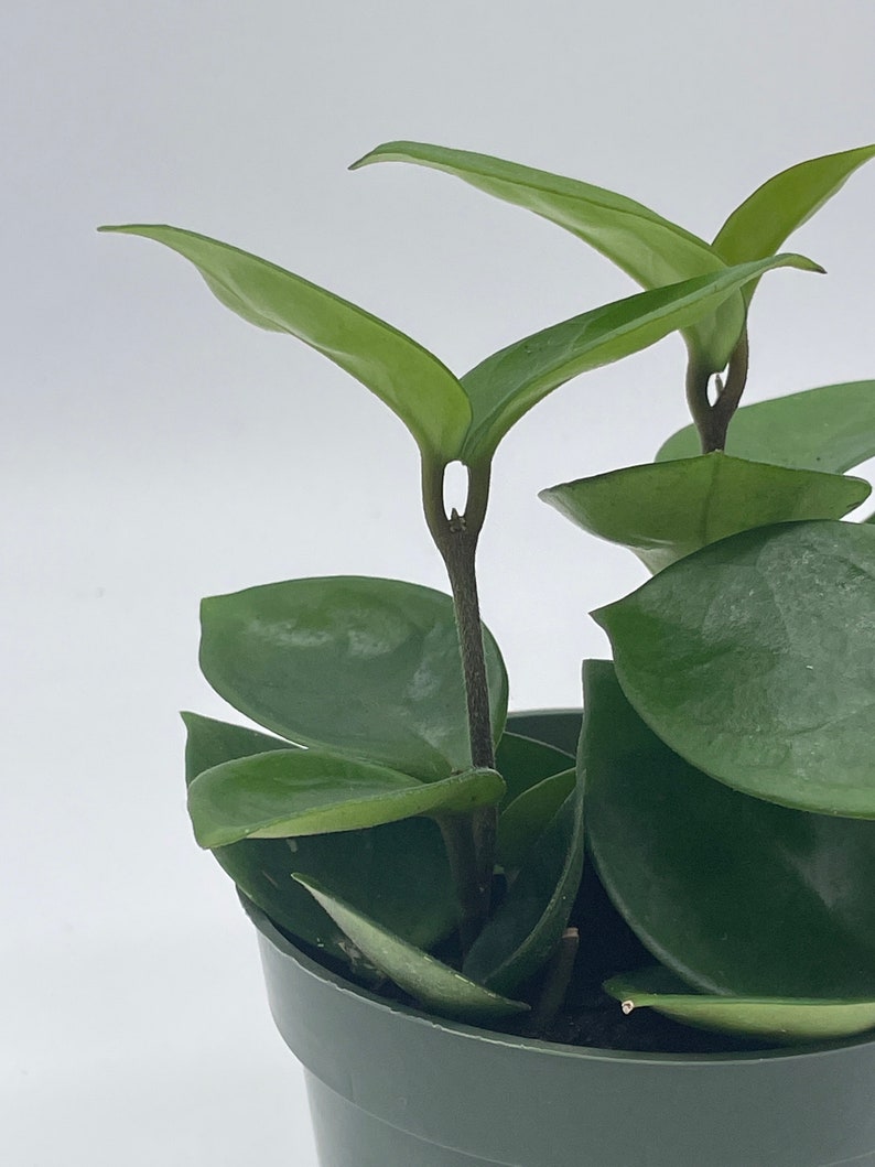 Floral & Garden Crafts Home & Hobby Very full 4 potted starter Hoya ...