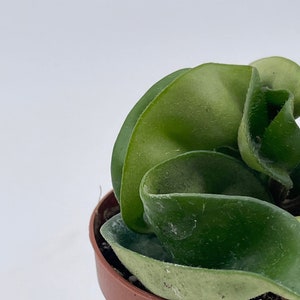 Hoya Hindu Rope, Carnosa Compacta, in a 2 Inch Pot, Live Tiny Mini ...
