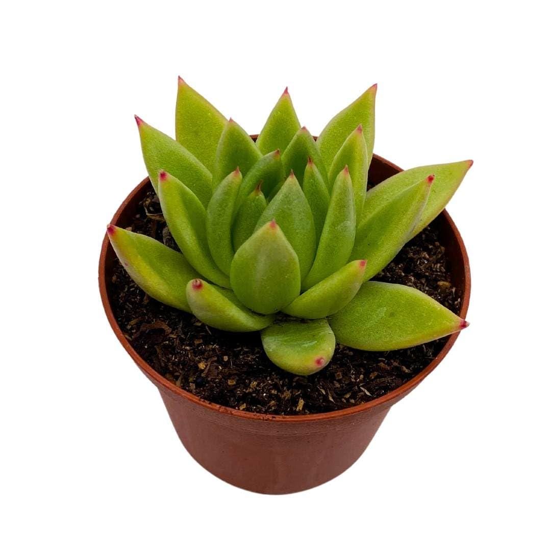 Echeveria Agavoides, Molded-wax Agave, in 3 Inch Pot, - Etsy