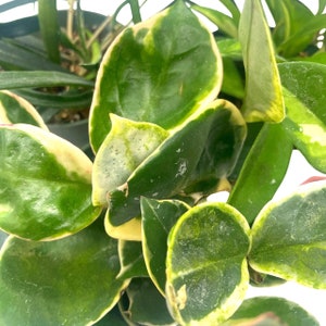 Hoya Assortment Set, 4 Inch, Set of 3, Variety Random Different Growers ...