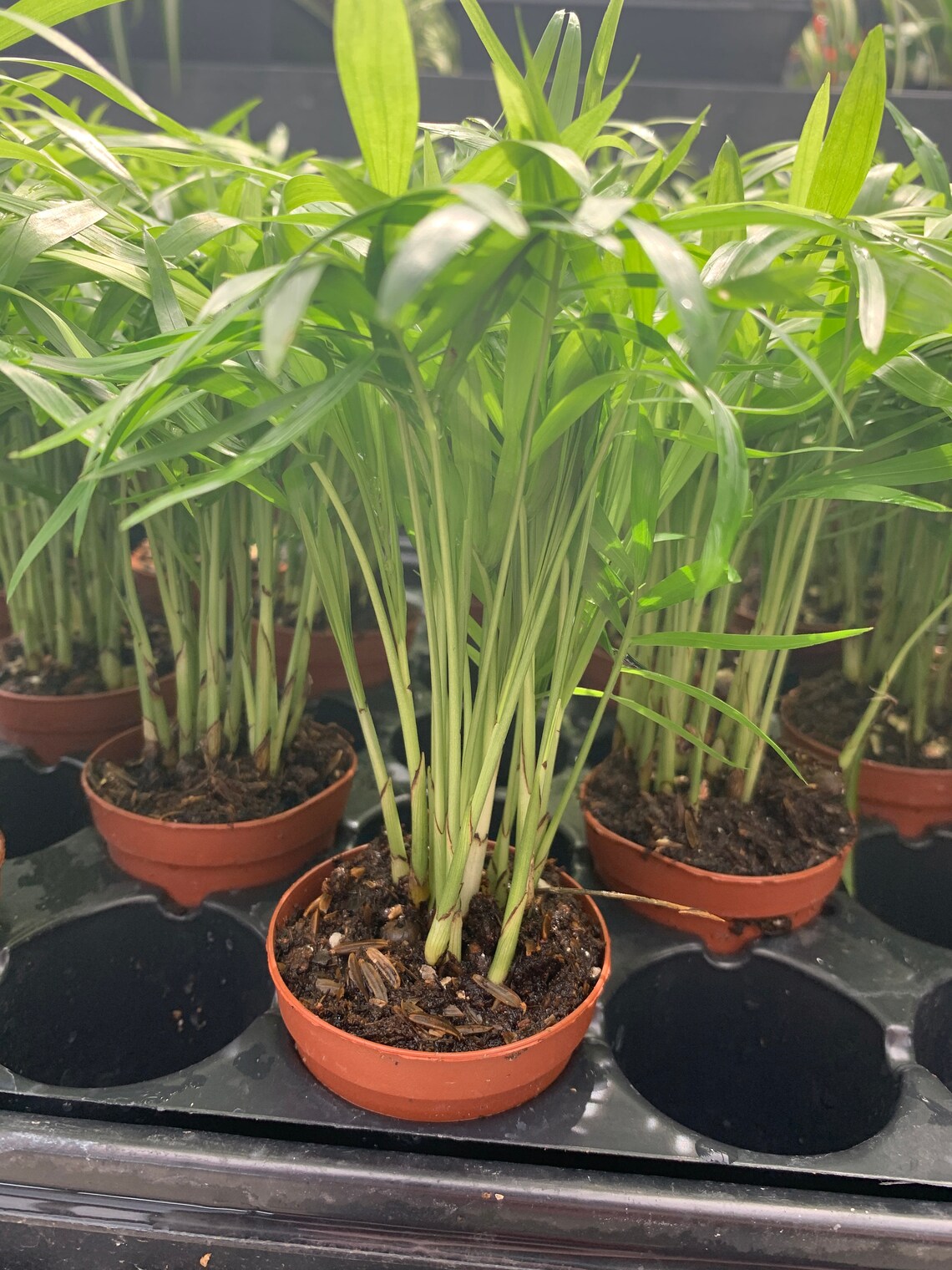 Bamboo Palm Palma Areca Reed Palm Clustered Parlor Palm | Etsy