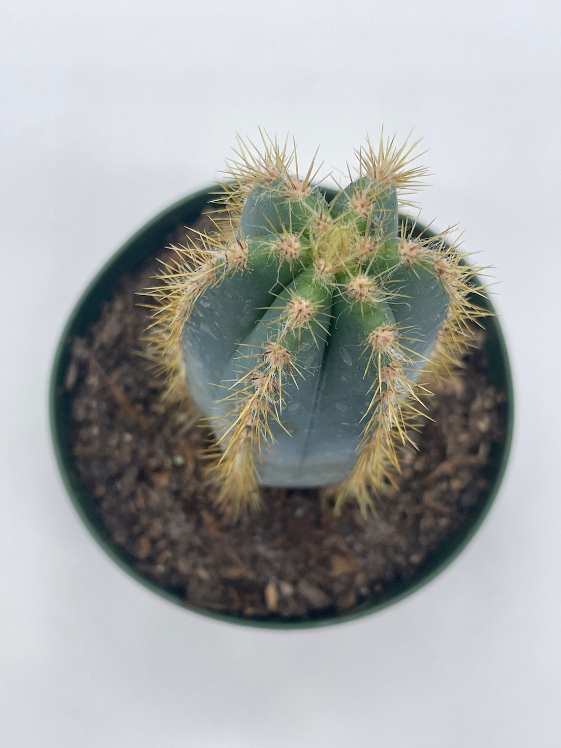 Blue Columnar Cactus Pilosocereus Pachycladus Cacti Column - Etsy