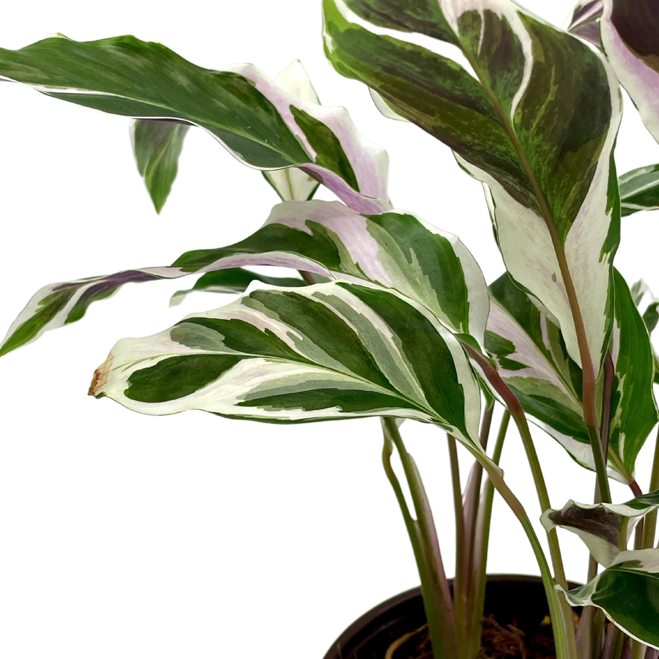 Calathea Stella 4 Inch Rare Variegated Prayer Plant - Etsy