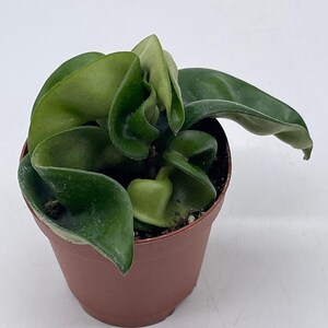 Hoya Hindu Rope, Carnosa Compacta, in a 2 Inch Pot, Live Tiny Mini ...