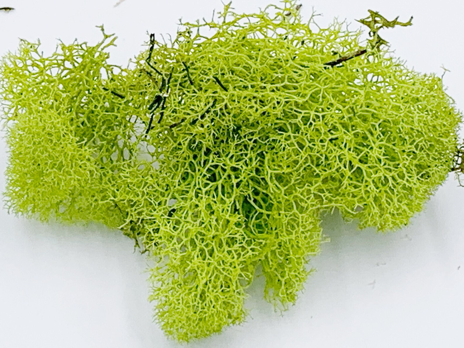 Colorful Moss Preserved Reindeer Moss Red Moss Blue Moss | Etsy