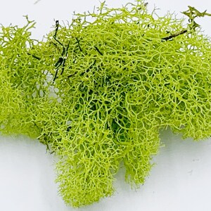 Colorful Moss, Preserved Reindeer Moss, Red Moss, Blue Moss, Purple ...