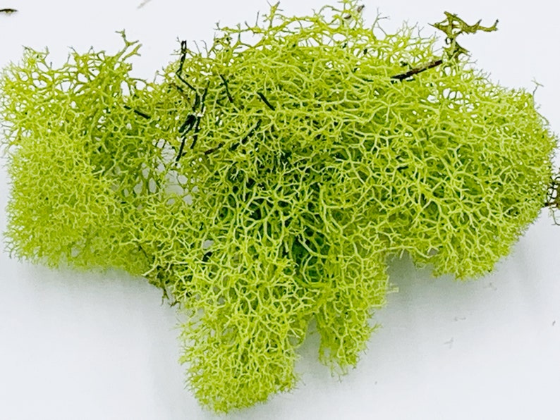 Colorful Moss Preserved Reindeer Moss Red Moss Blue Moss | Etsy