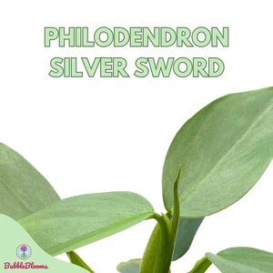 Philodendron Silver Sword, 4 Inch Pot, Philo Selloum, Erythrinum ...