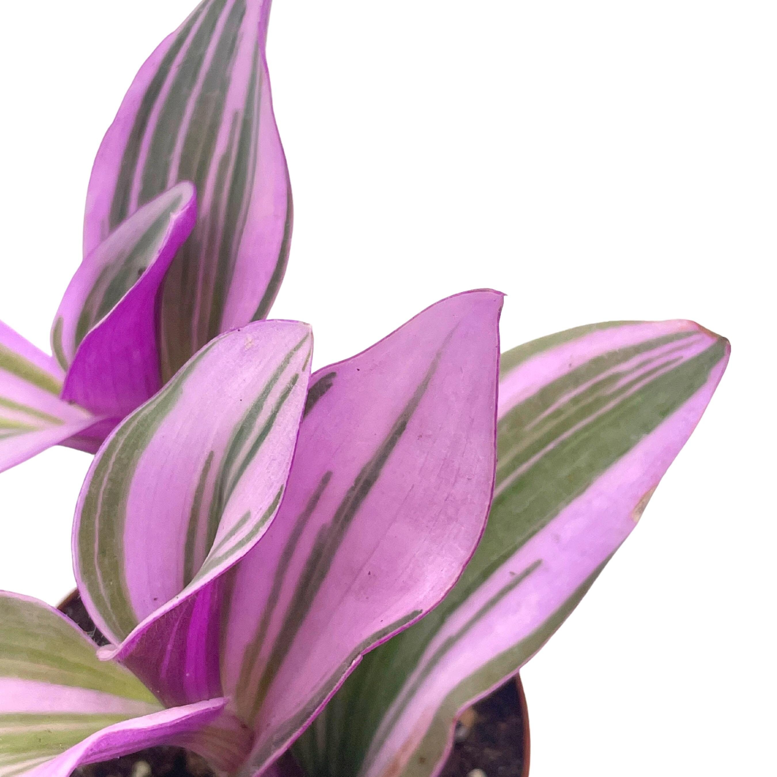 Pink Tradescantia Nanouk Variegated Wandering Jew Rare 2 - Etsy